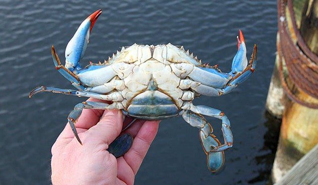 Nel nostro mare è allarme "Granchio Blu"