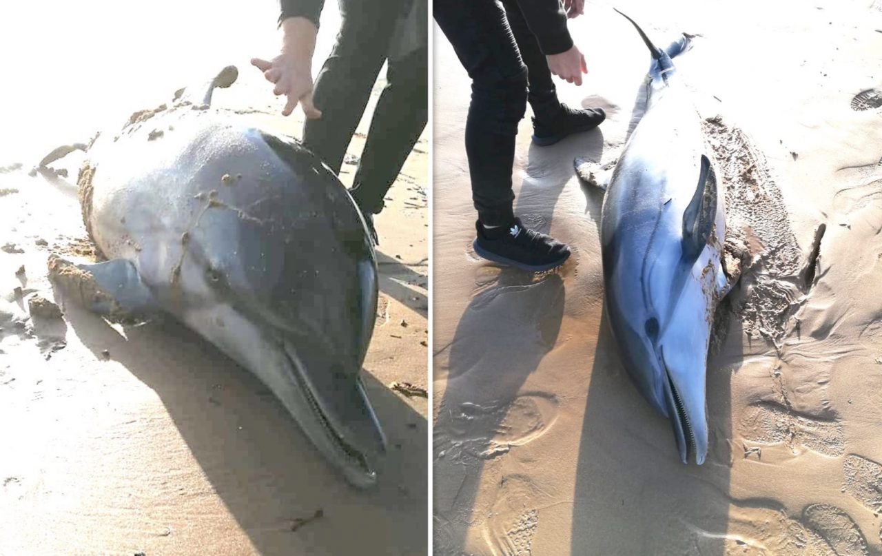 Delfino senza vita sulla spiaggia di Triscina
