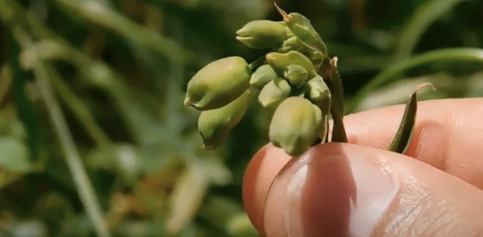 Gli Strigoli, come riconoscere e cucinare la pianta - VIDEO