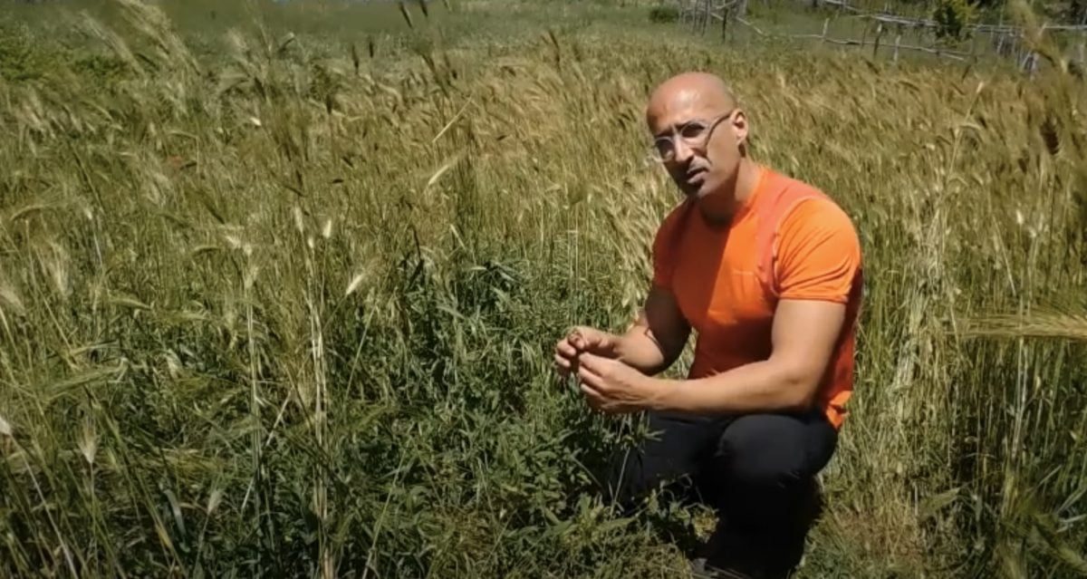 Gli Strigoli, come riconoscere e cucinare la pianta - VIDEO