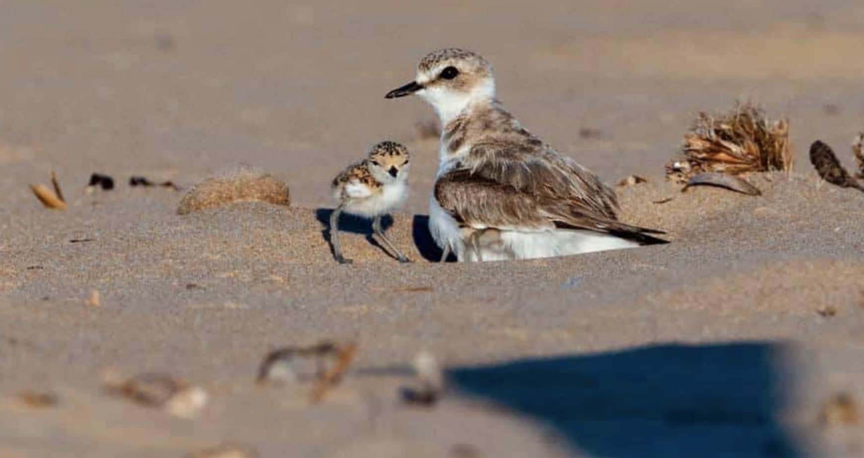 Il Fratino ha nidificato sulle spiagge, ma ora è in pericolo