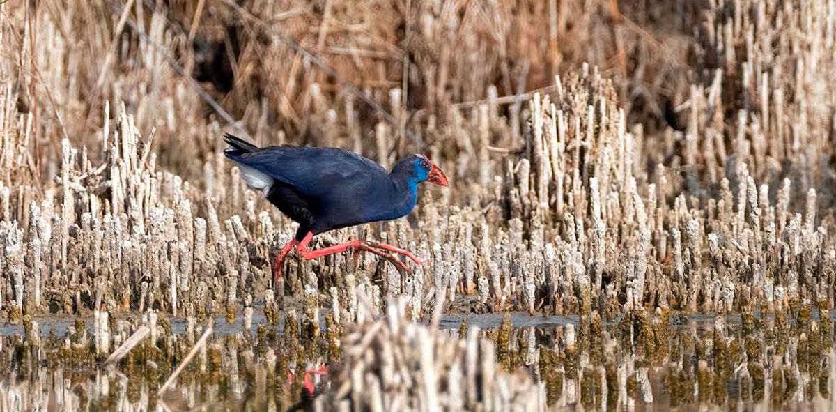 Al lago Preola Giornata avifauna migratoria: il Pollo sultano resiste